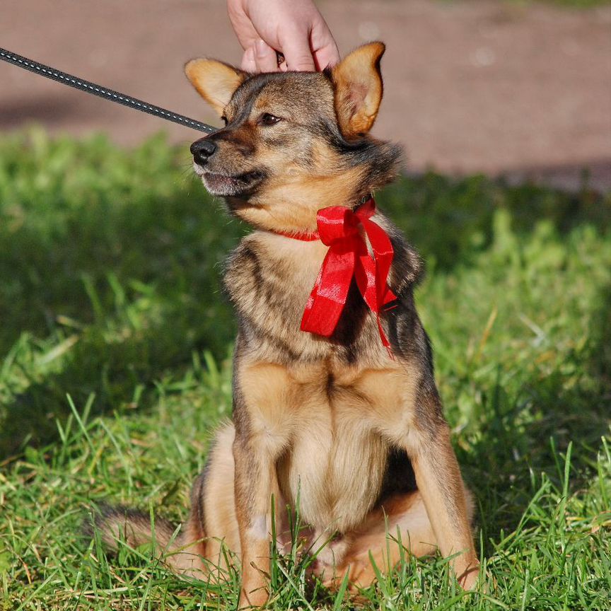 Маленький пёсик ищет дом