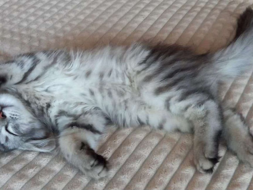 Кошка
