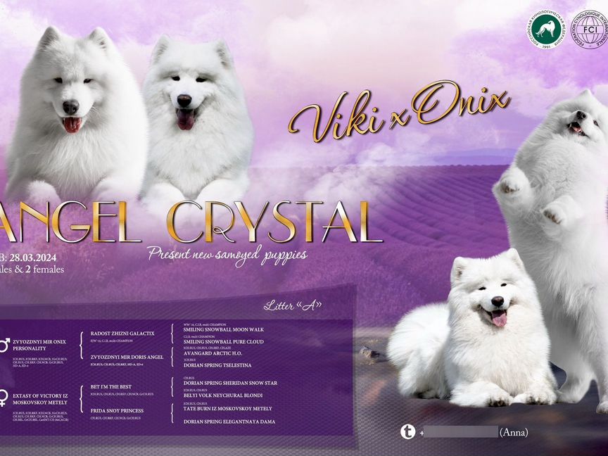 Щенки самоеда