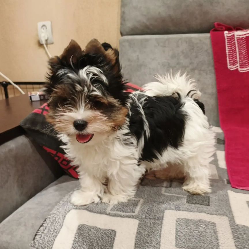 Бивер-йоркширский терьер, щенок