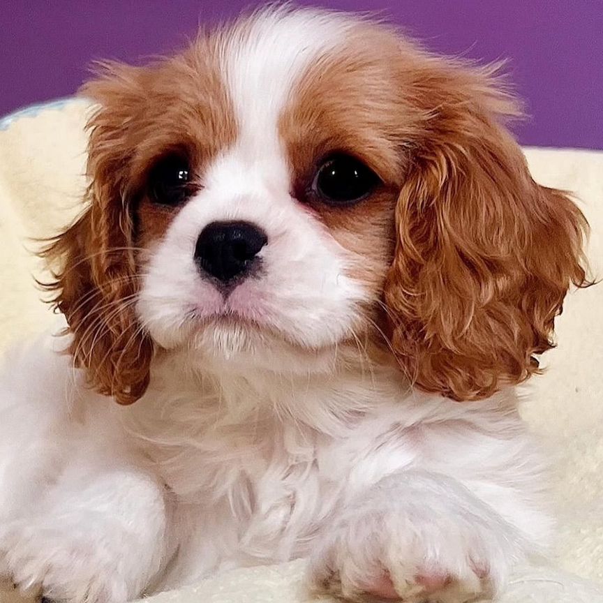 Кавалер кинг-чарльз-спаниель, щенок