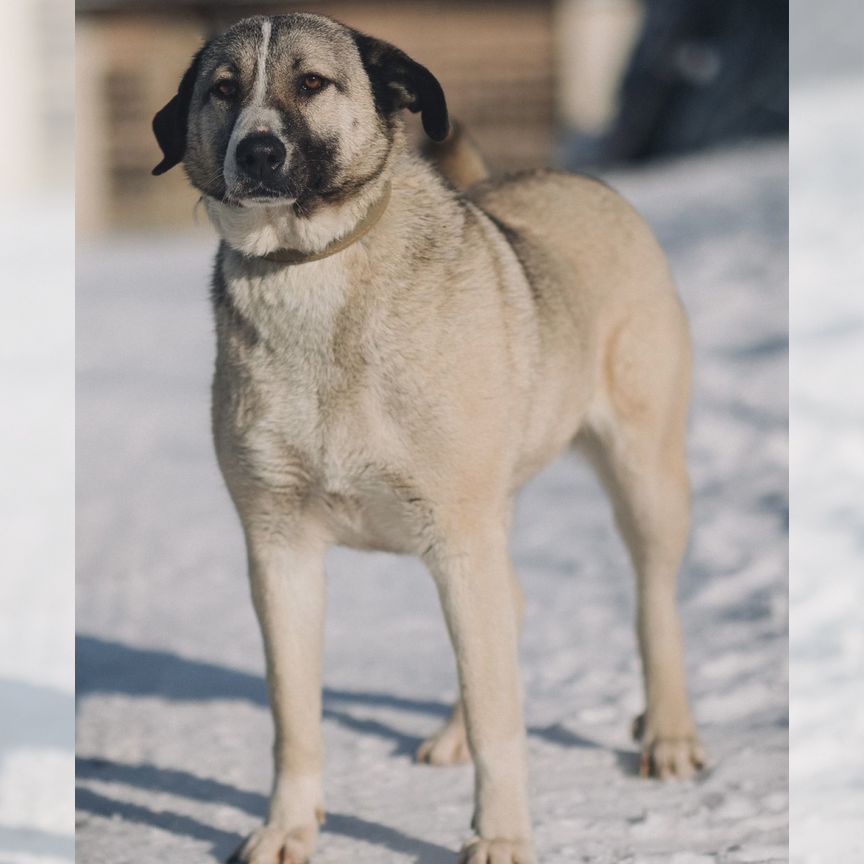 Плюша в поисках семьи