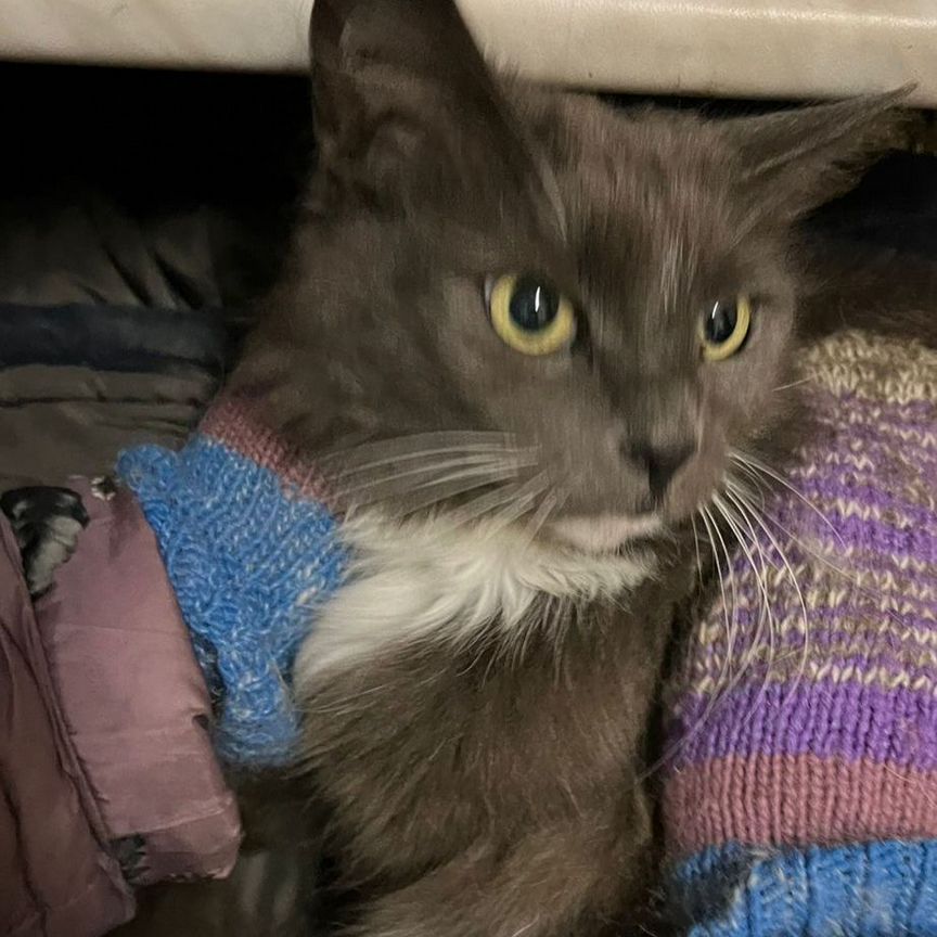 Кошечка мышеловка