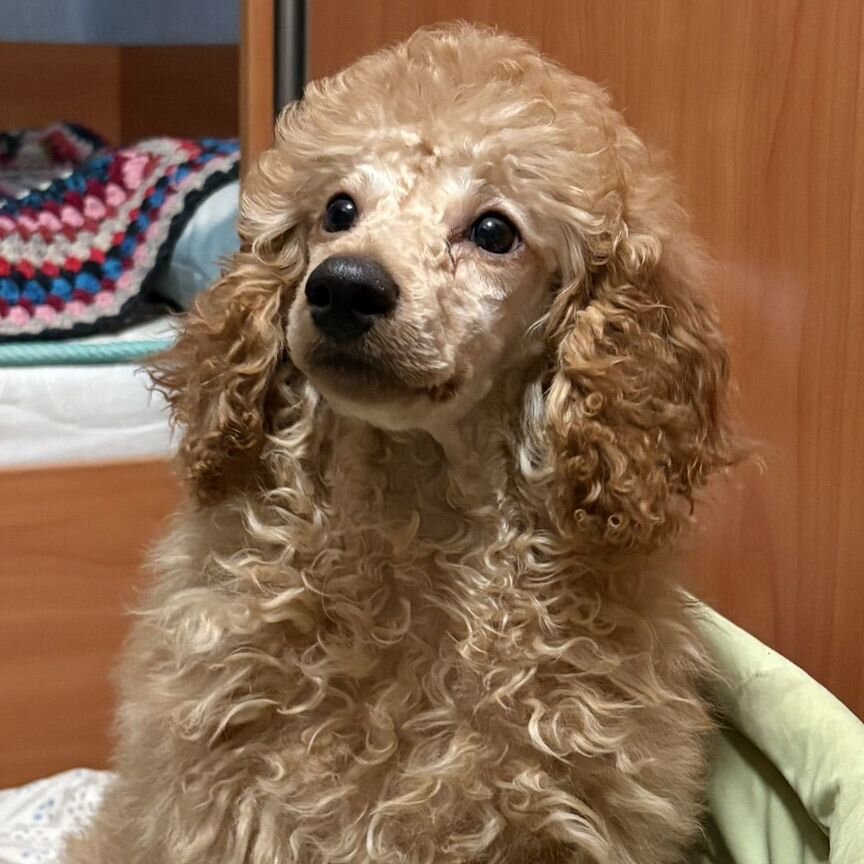 Карликовый пудель, щенок