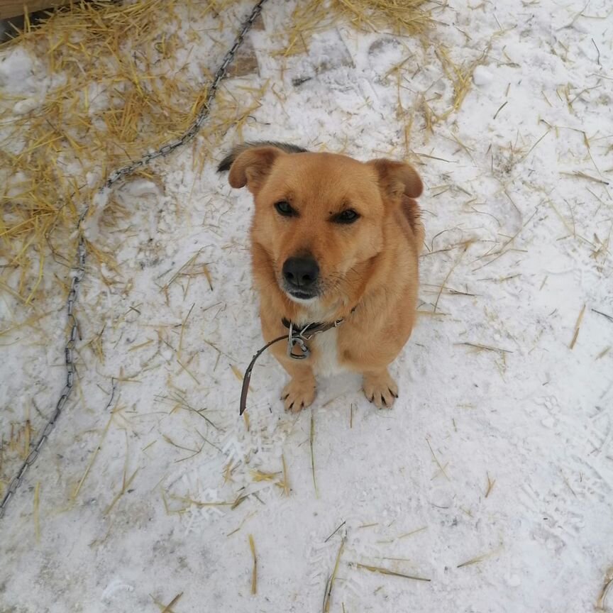 Рыжик, небольшая собака