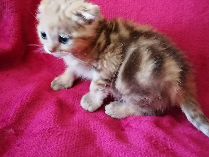 Вислоухие котята