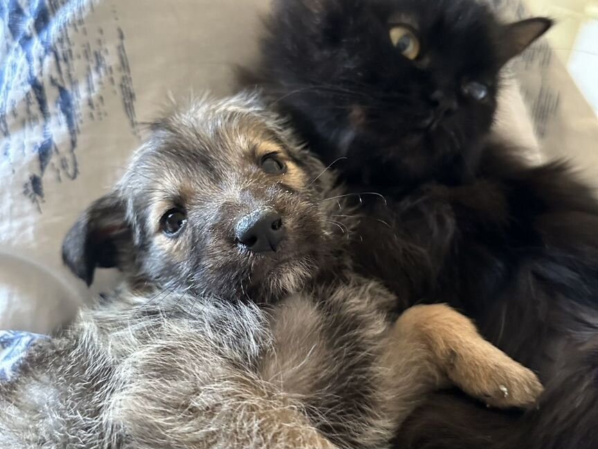 Лютик и его семья ищут дом