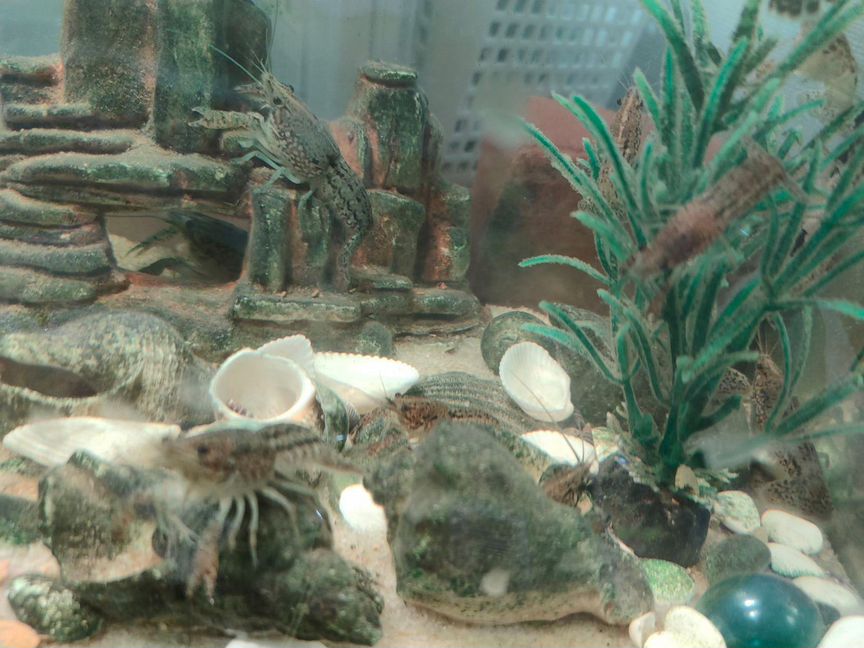 Раки декоративные (0,5-3см)