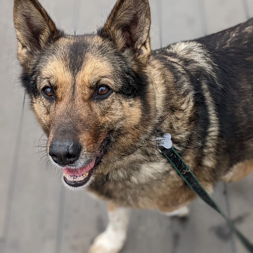 Джуди ищет дом