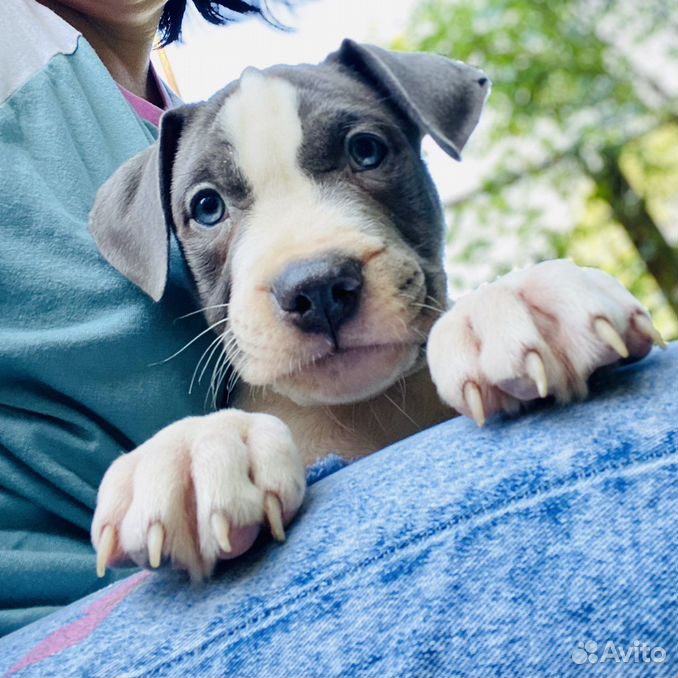 Голубоглазый малыш аст