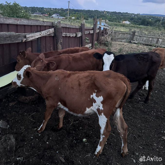 Телята телки