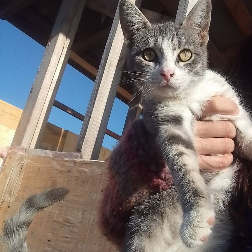 Котенок в добрые руки