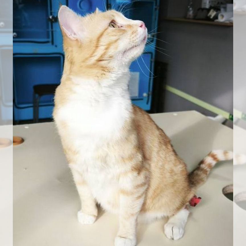 Взрослый кот в добрые руки