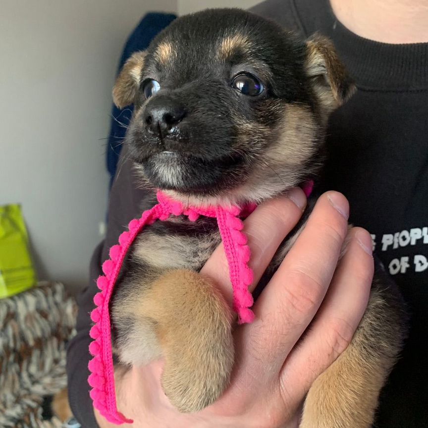 Щенок в добрые руки