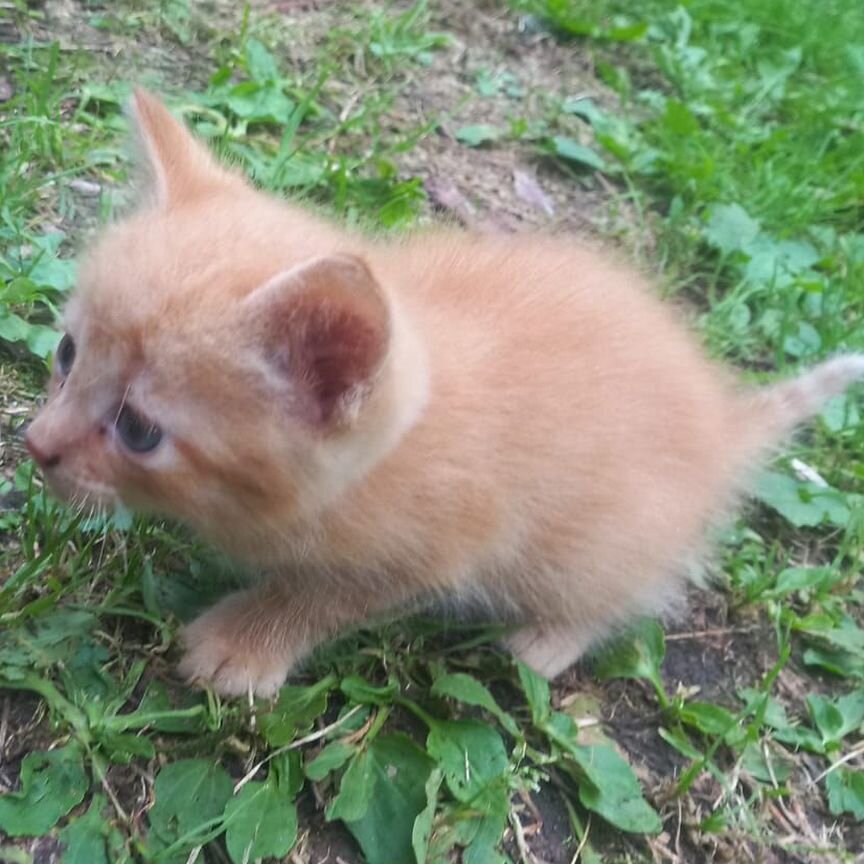 Рыжий котенок