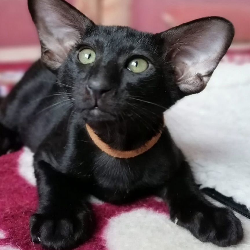 Ориентальные котята экстрим