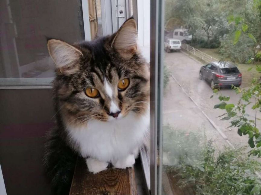 Кошка в добрые руки бесплатно