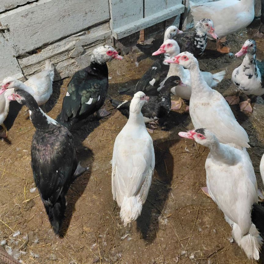 Селезень (утак)порода мускусная