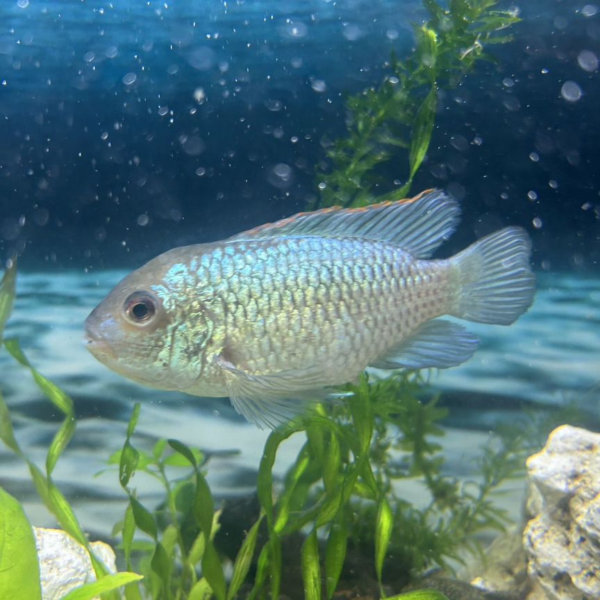 Рыбки нанокары