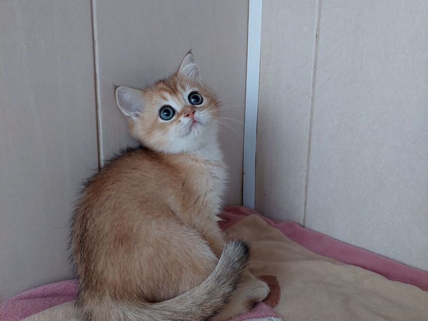 Золотой мальчик
