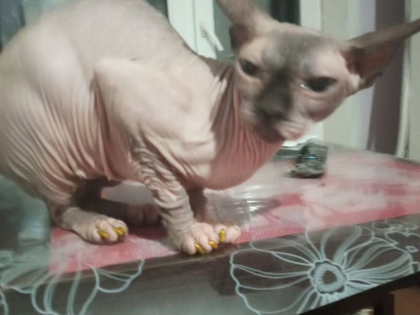 Канадский сфинкс