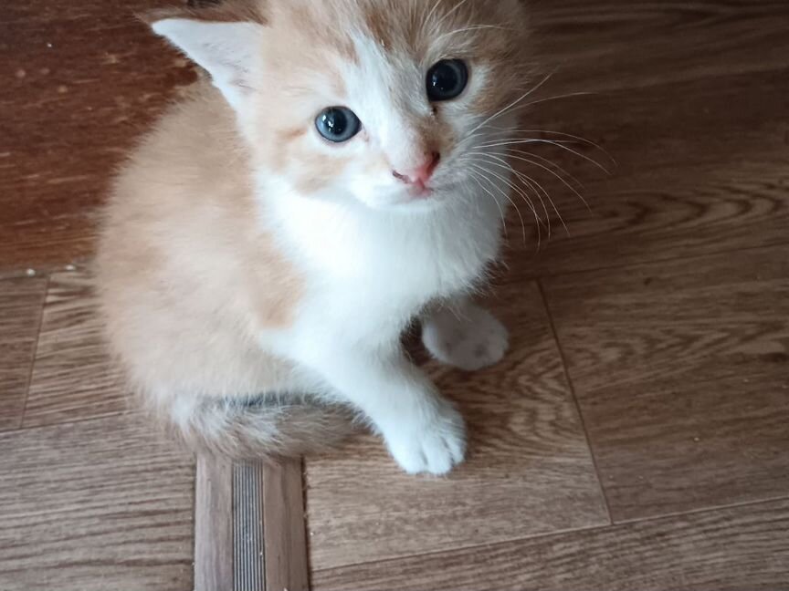 Рыжий котенок