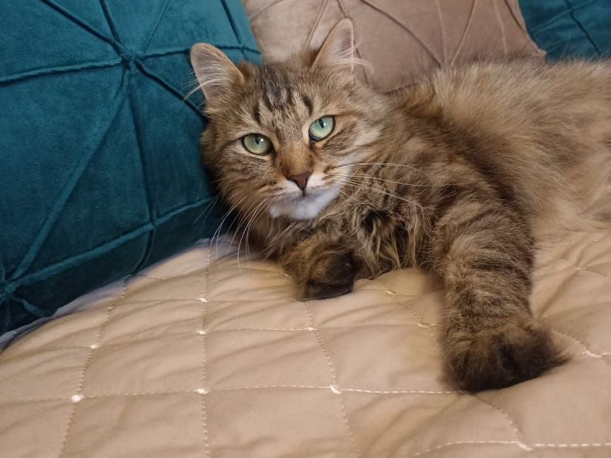 Кошечка стерилизована 8 месяцев