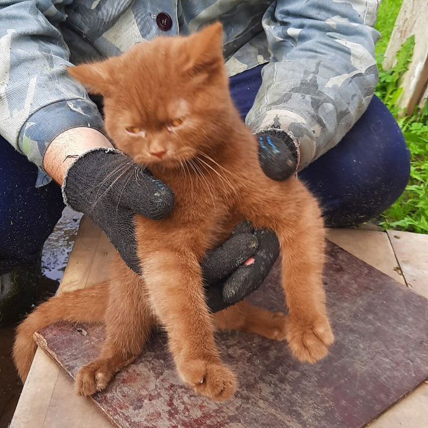 Котенку нужна помощь
