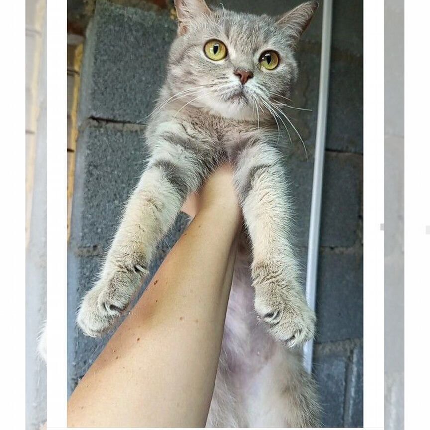 Мадам ищет дом)