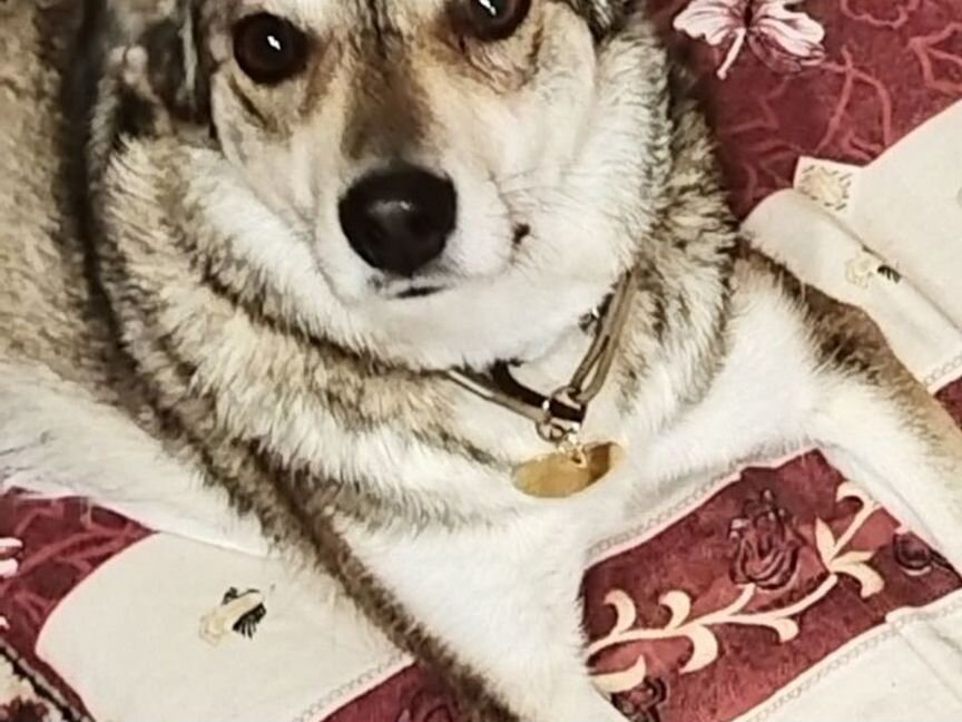 Собака осталась без дома