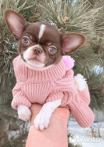 Чихуахуашка Очаровашка