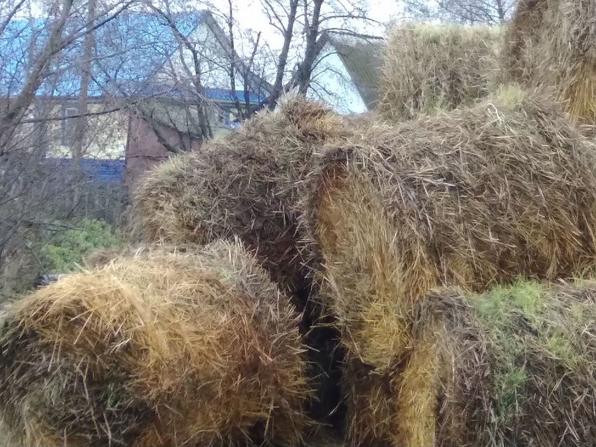Солома пшеничная в тюках