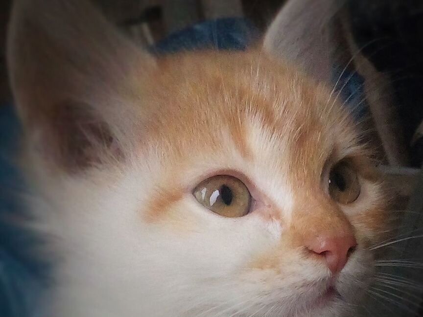 Две "сладких парочки" - котята)