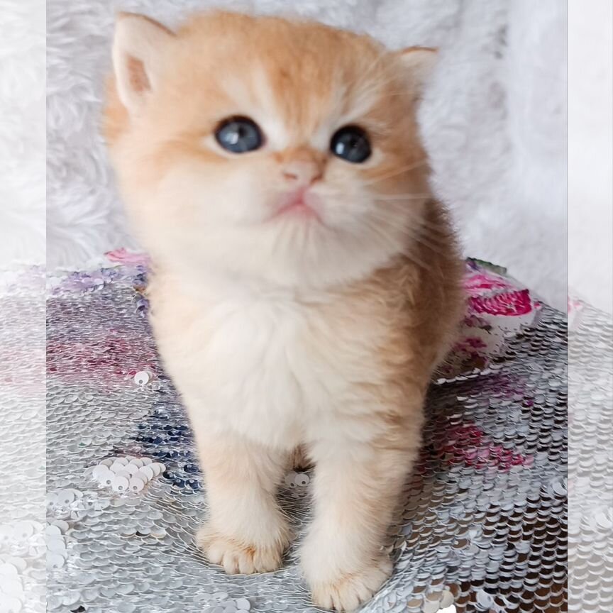Кот золотой ny12