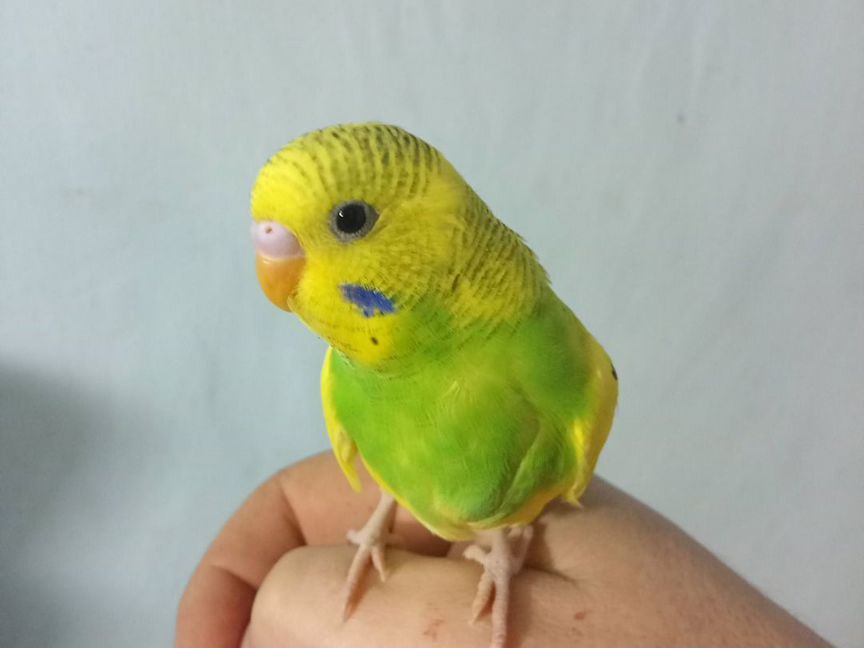 Волнистые попугайчики Самарского разведения