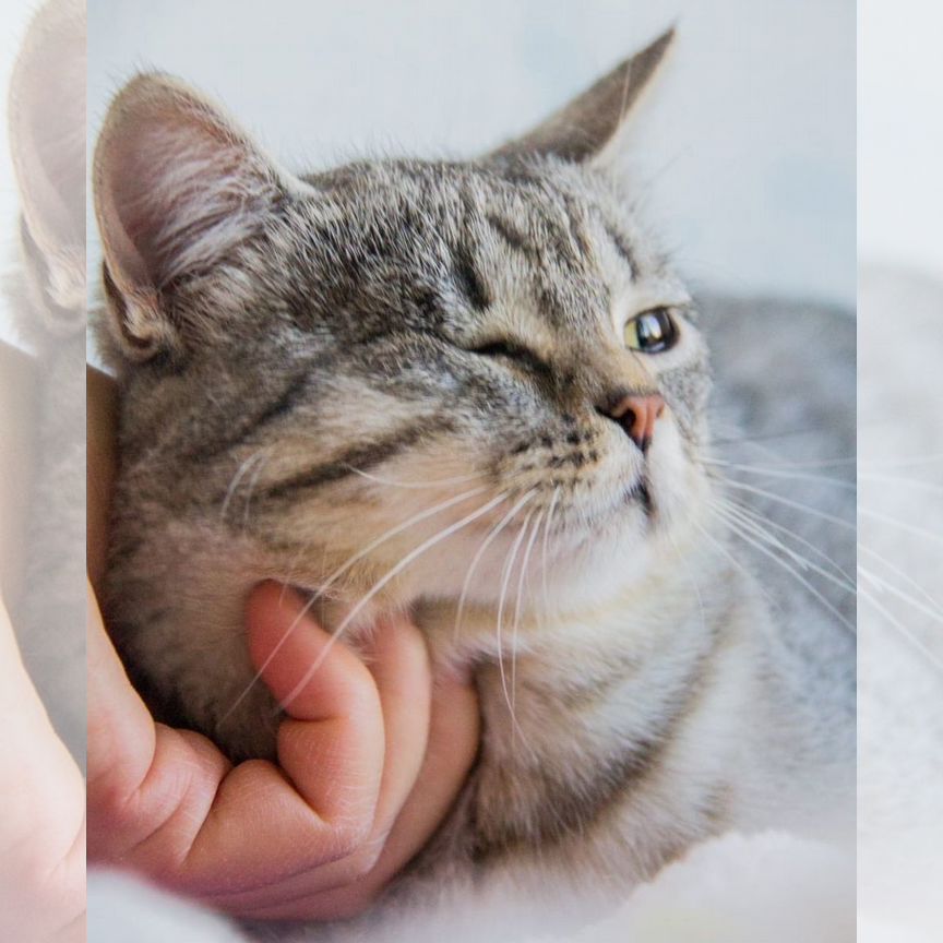 Ласковый, мягенький котёнок Воробушек