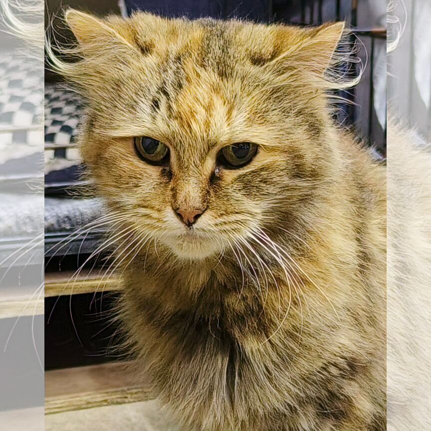 Взрослая, кошка в добрые руки