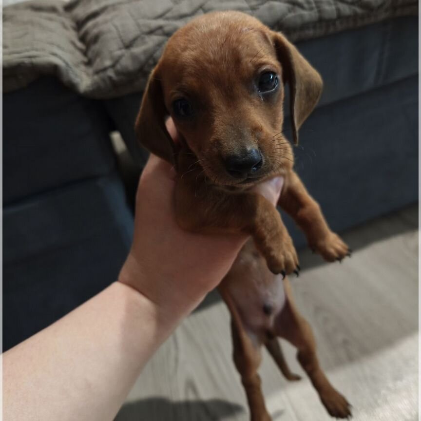 Такса, щенок