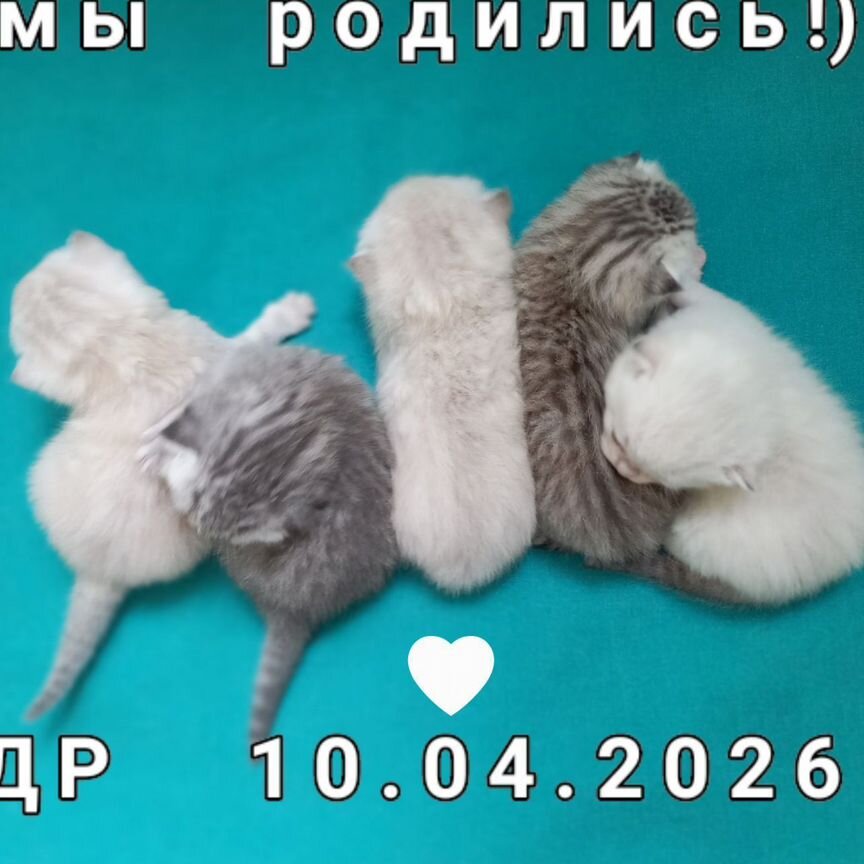 Шотландский вислоухий короткошёрстный котёнок