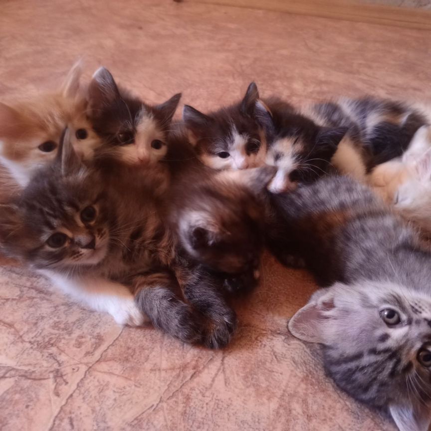 Отдам в добрые руки