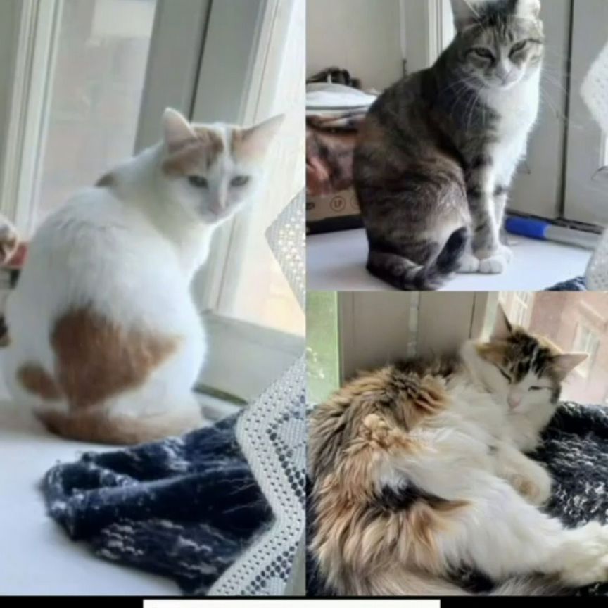 Взрослая, кошка в добрые руки