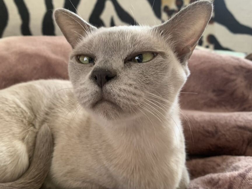 Бурманская