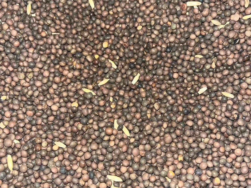 Семена вики