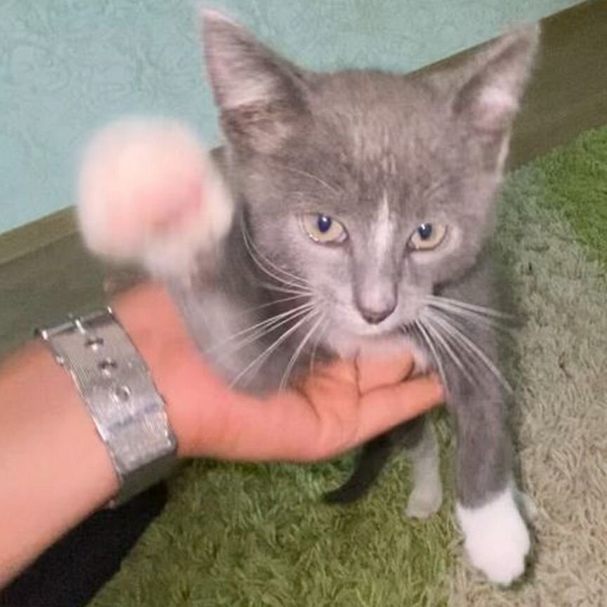 Кошка