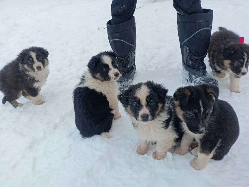 Ваше новогоднее чудо