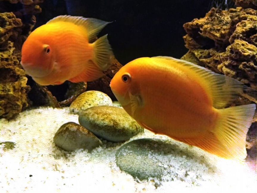 Продам северум