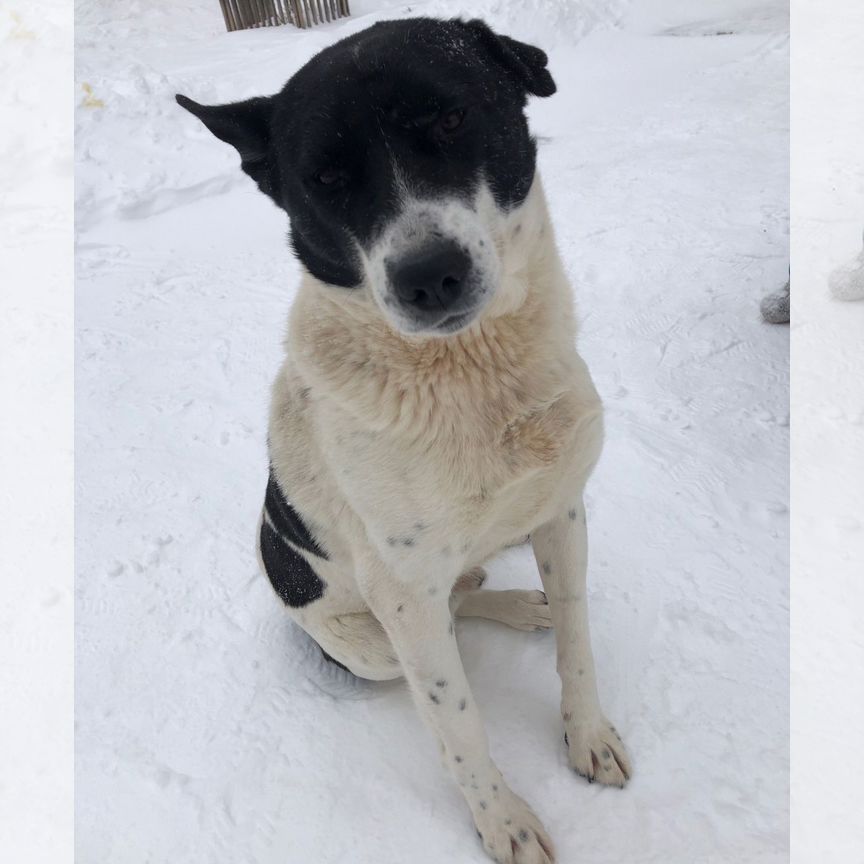 Взрослый пёс в добрые руки