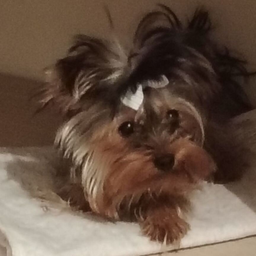 Йоркширский терьер, щенок