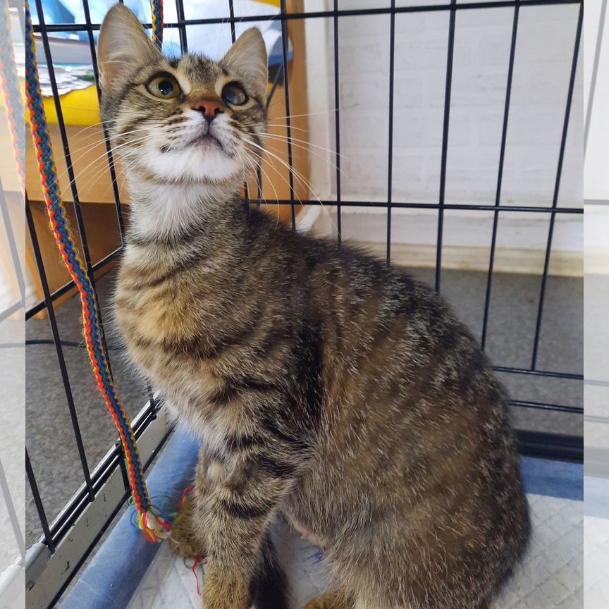 Кошечка Сима ищет дом