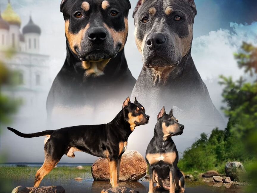 Прайтер